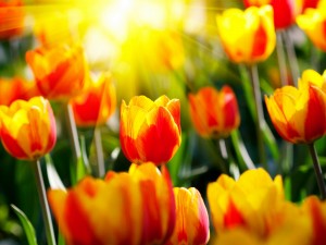 30 Colorful and Lovely Flowers for a Beautiful Day - YourAmazingPlaces.com