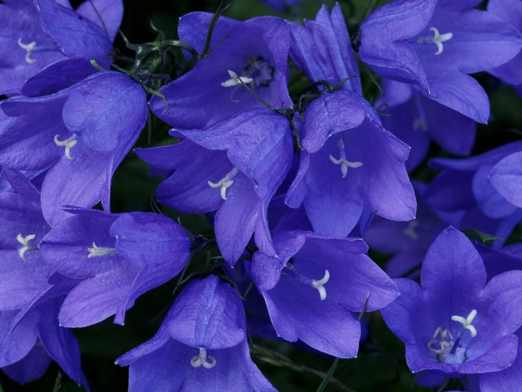 30 Colorful and Lovely Flowers for a Beautiful Day - YourAmazingPlaces.com