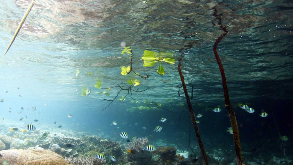 17 Breathtaking and Colorful Photos of What is Hidden Underwater ...