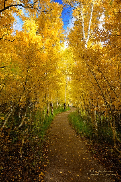 14 Photos of "I walked on Paths of Crisp Autumn leaves ...
