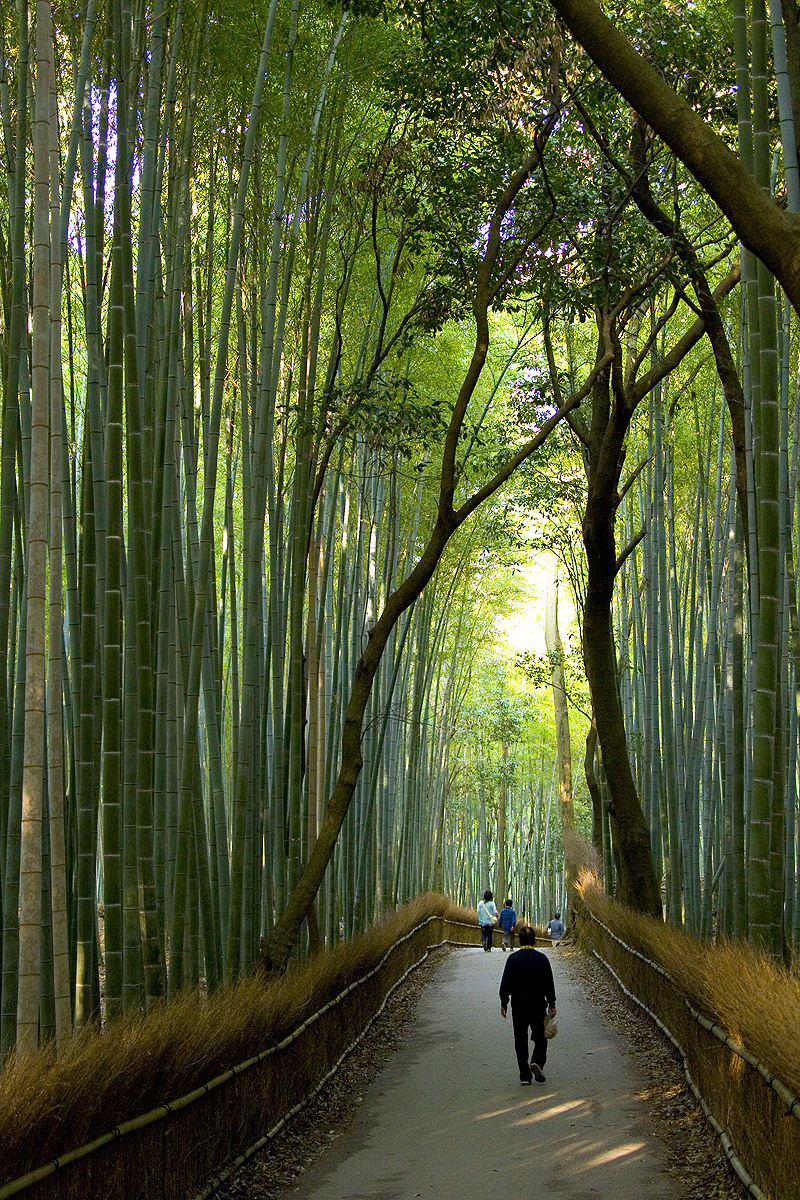20 Photos of Tree Tunnels That You Must Walk Through It ...