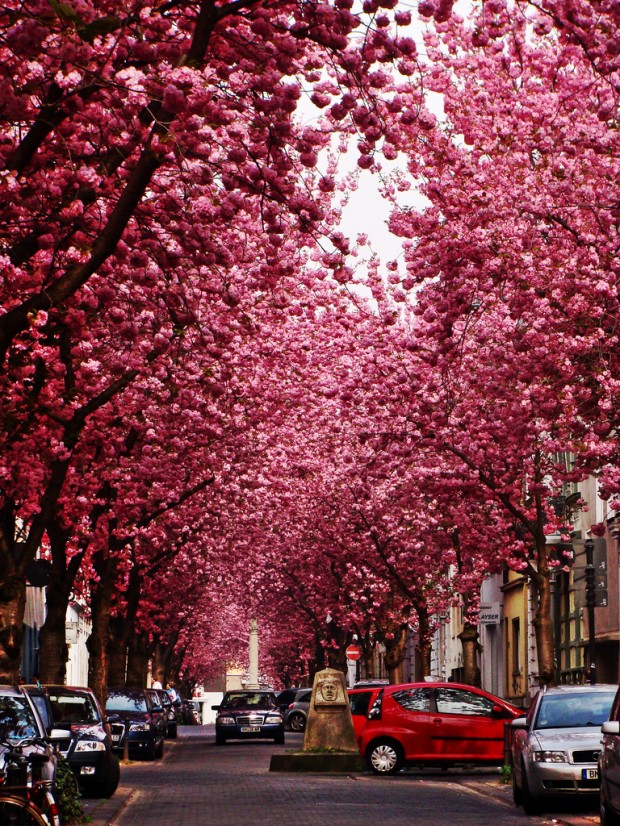 20 Photos of Tree Tunnels That You Must Walk Through It ...