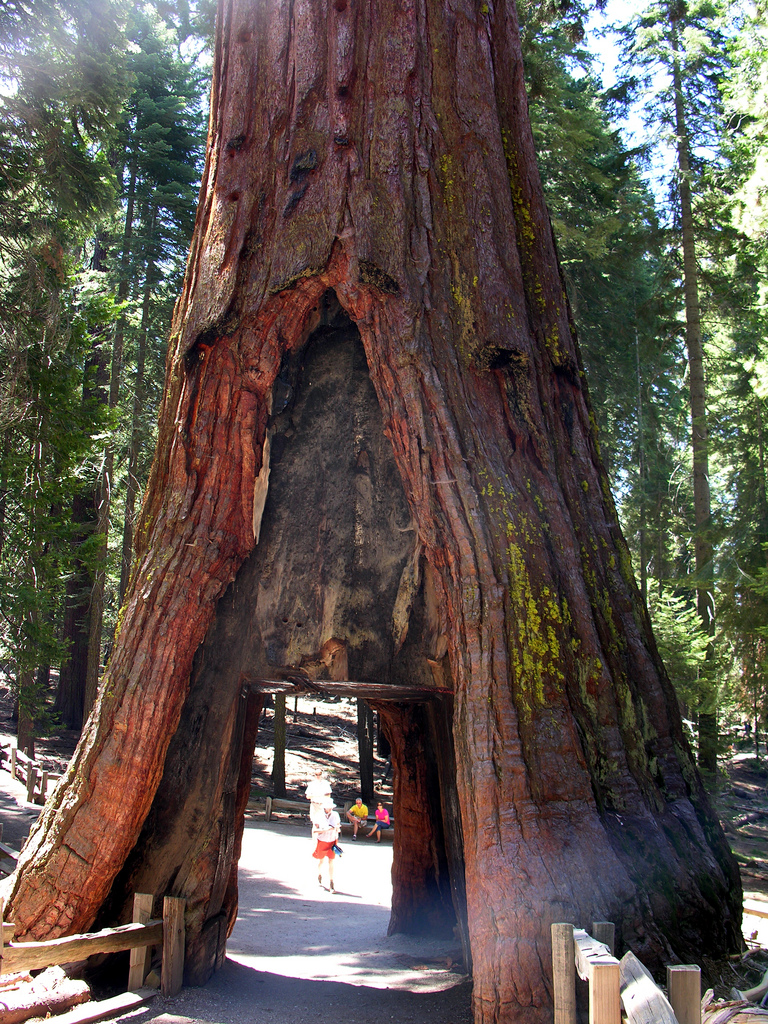 20 Photos of Tree Tunnels That You Must Walk Through It ...