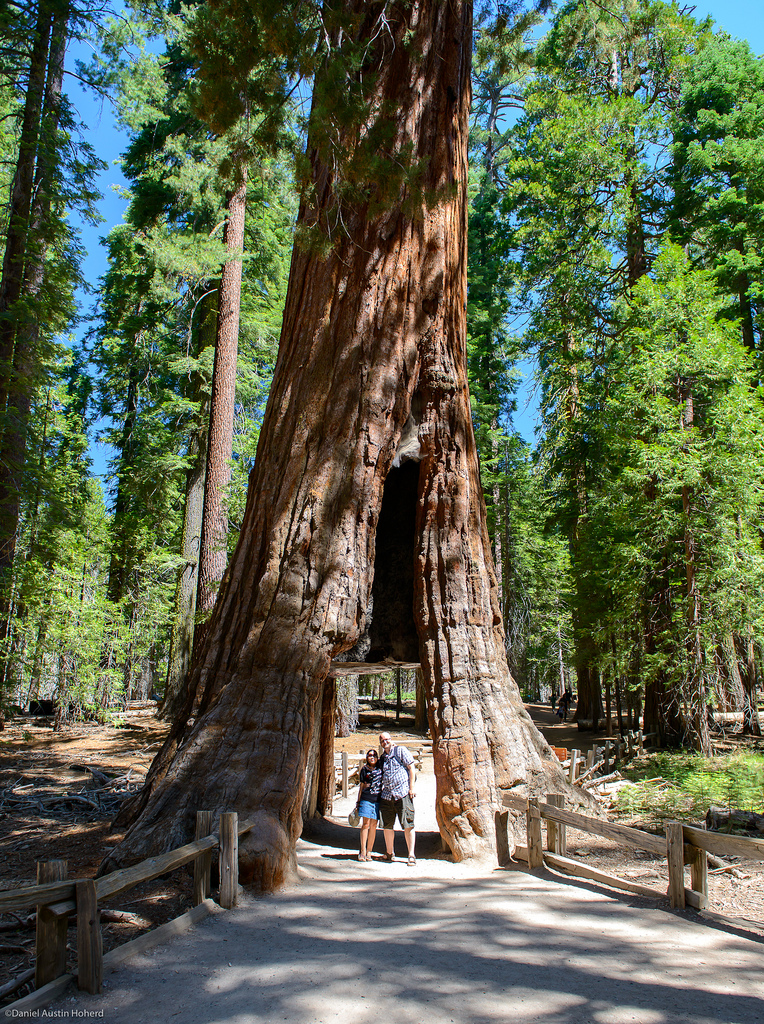 20 Photos of Tree Tunnels That You Must Walk Through It ...