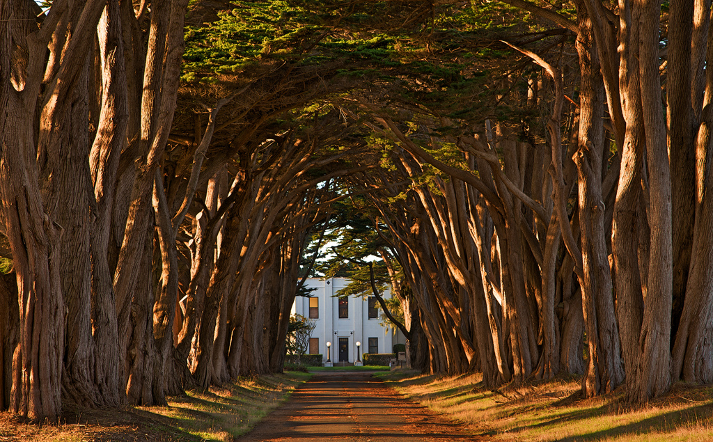 20 Photos of Tree Tunnels That You Must Walk Through It ...