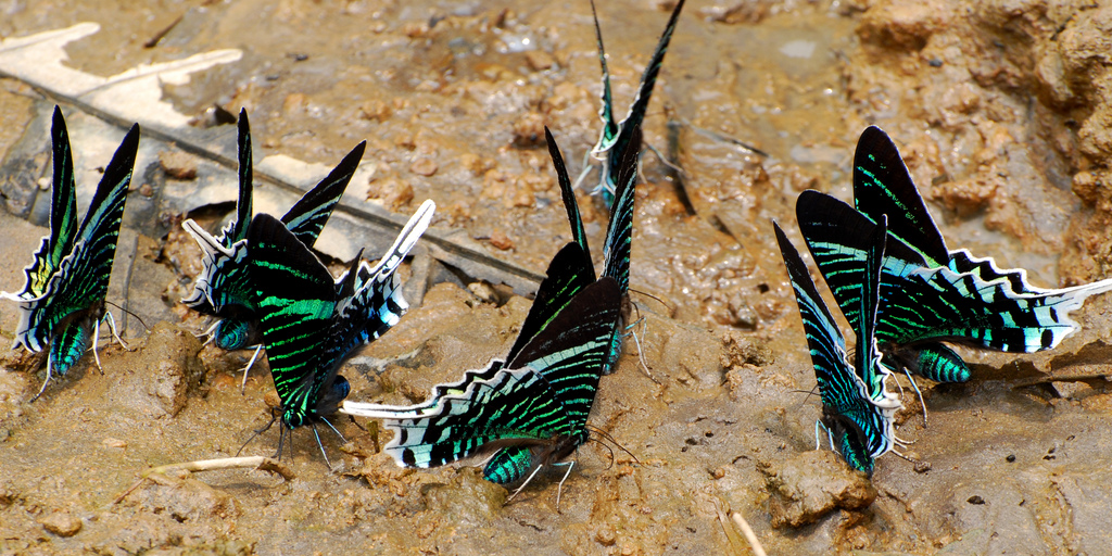Beauties of Amazonia in 8 Pictures - YourAmazingPlaces.com
