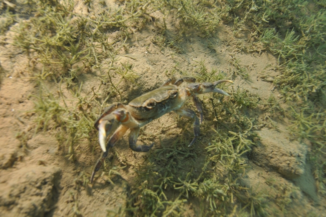 Freshwater Crab - YourAmazingPlaces.com