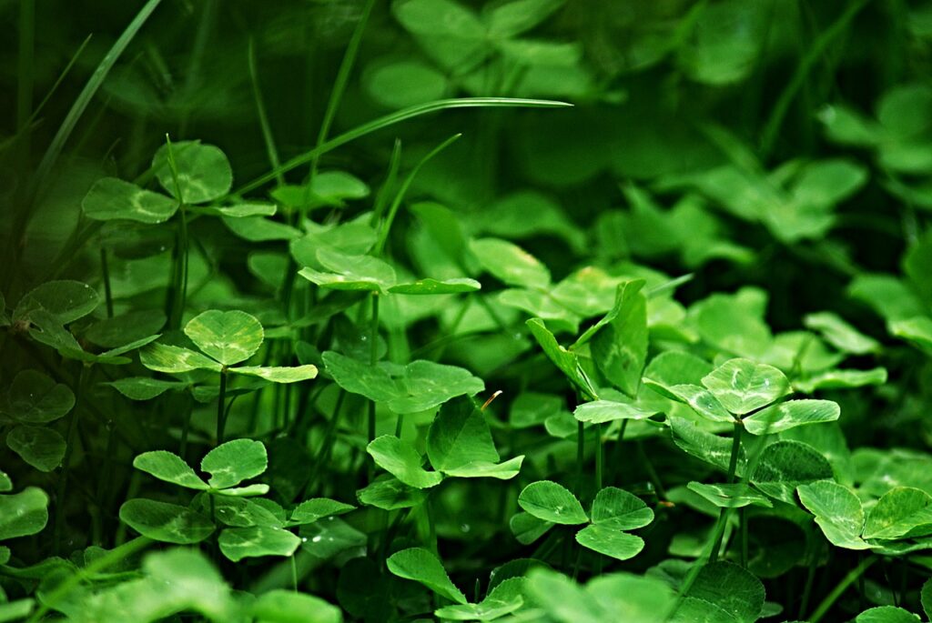 A Beginner’s Guide to Creating a Lush and Immaculate Lawn from Seed ...