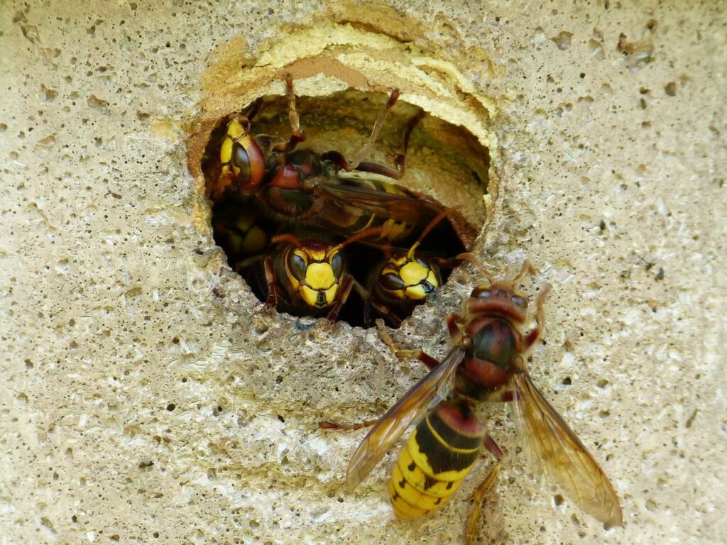 Four Ways to Get Rid of Hornets and Wasps - YourAmazingPlaces.com
