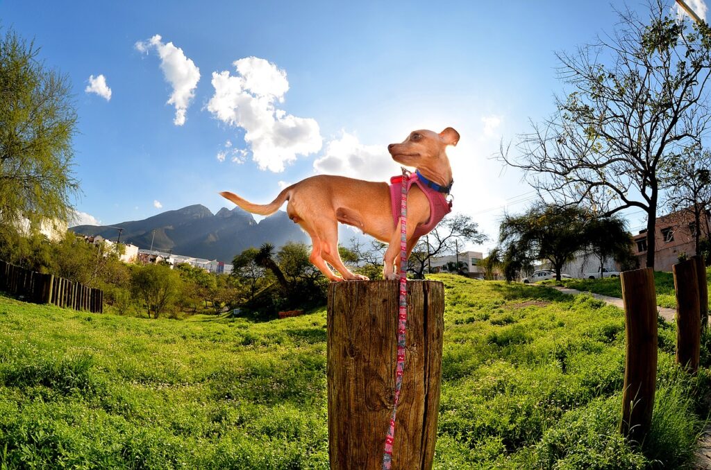 7 Crucial Steps For Taking Great Photos Of Your Dog - YourAmazingPlaces.com