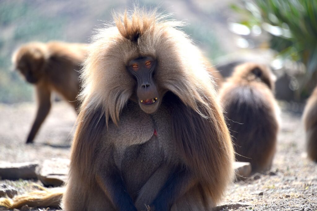 6 Experiences that will Leave you Spellbound in Ethiopia ...